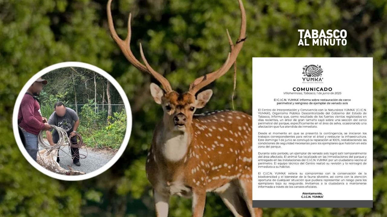 El Yumká informa sobre venado axis que salió de su hábitat tras caída ...